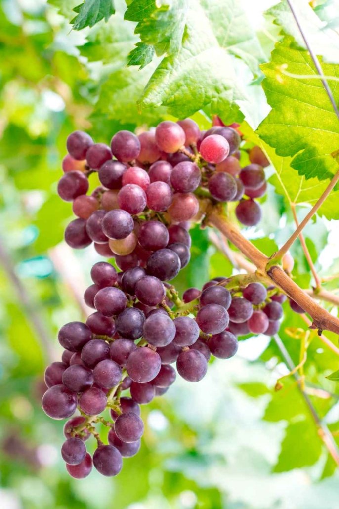 Viinapuu Spulga – Arli puukool | Viljapuud ja -põõsad, ilupuud, marjataimed