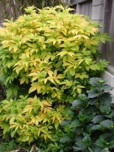 Must Leeder kollaselehine – Arli puukool | Viljapuud ja -põõsad, ilupuud